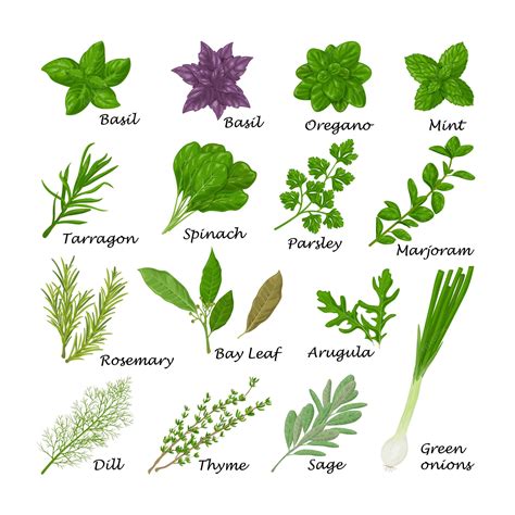 Premium Vector Spicy Herbs A Large Set Of Herbs For Seasoning Basil