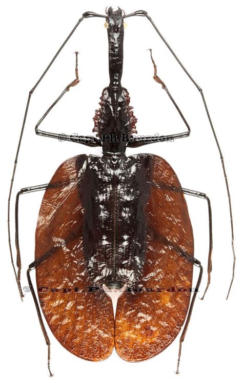 Mormolyce Phyllodes Alchetron The Free Social Encyclopedia