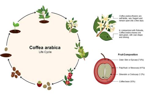 Coffee Plant Facts At Harrison Trethowan Blog