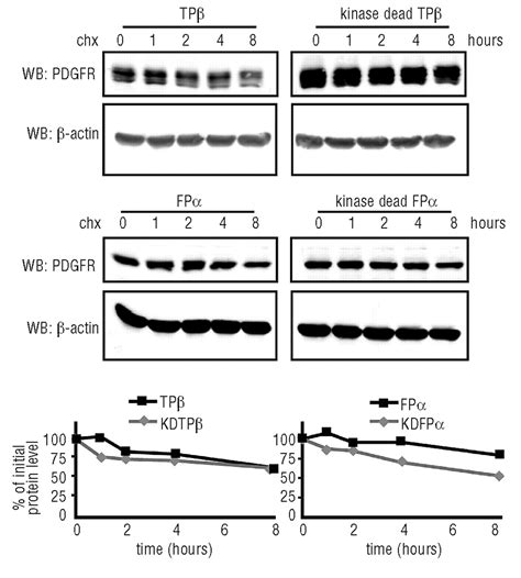 The Fusion Proteins Tel Pdgfrβ And Fip1l1 Pdgfrα Escape Ubiquitination