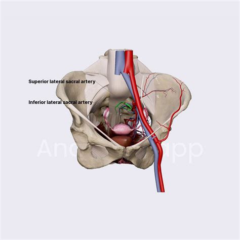 Lateral Sacral Arteries Anatomyapp