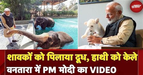 Pm Modi Visits Vantara शावकों को पिलाया दूध हाथी को खिलाए केले देखें वनतारा में Pm मोदी का Video