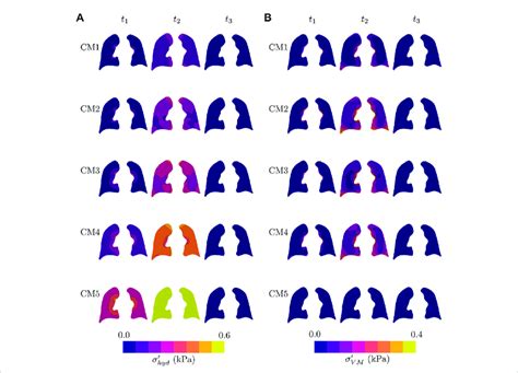 Temporal Evolution Of All Lung Models During One Respiratory Cycle Of Download Scientific