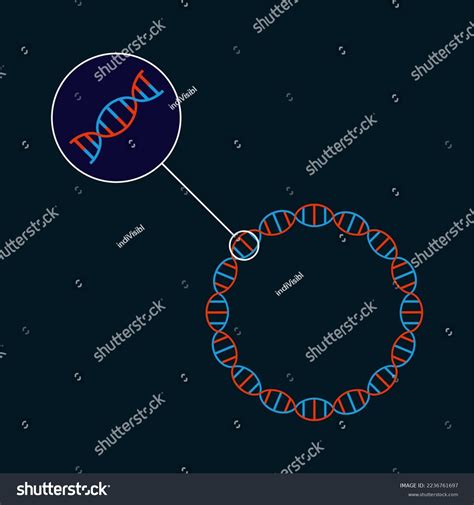 Bacteria Bacterial Circular Plasmid Dna Deoxyribonucleic Stock