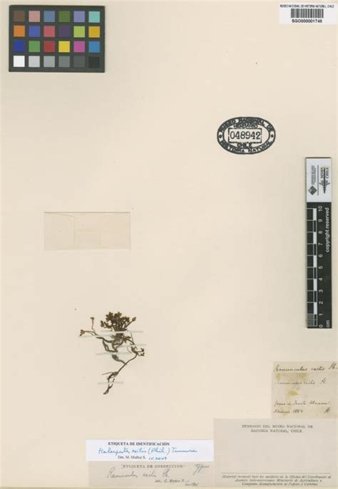 Ranunculus Exilis Phil Museo Nacional De Historia Natural