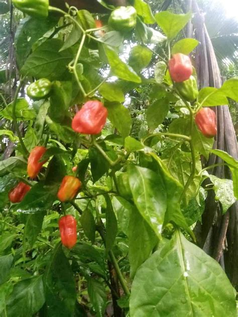 Weed Killer For Sale In Inigala Sri Lanka Facebook Marketplace