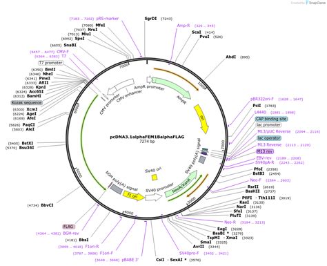 Addgene Pcdna31alphafem1balphaflag