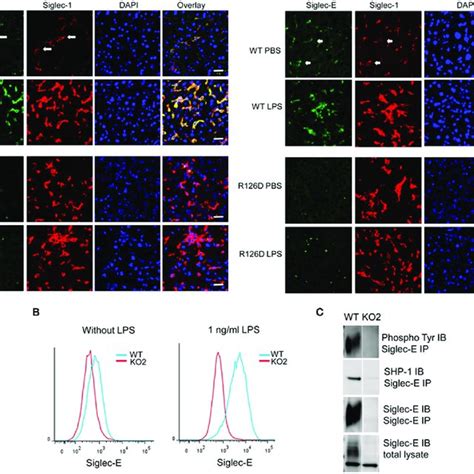 Siglec E Expression On Tissue Macrophages And Bone Marrow Derived