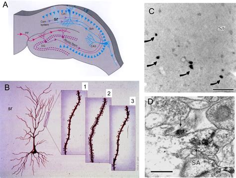Journal Of Neuroscience Research Jnr Neuroscience Journal Wiley
