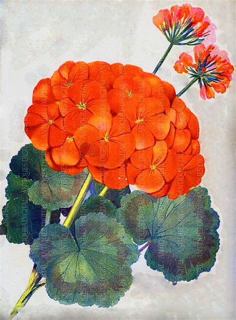Geranium Flower Drawing