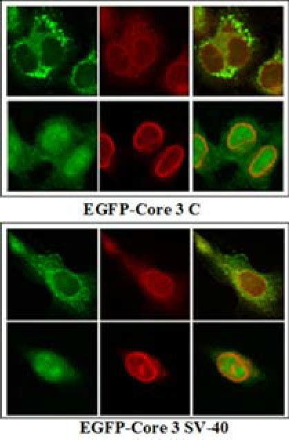 Localization Of Egfp Core 1c In Huh 7 Download Scientific Diagram