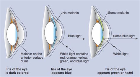 [sosiologi] The Inheritance Of Eye Color Lukas Blog