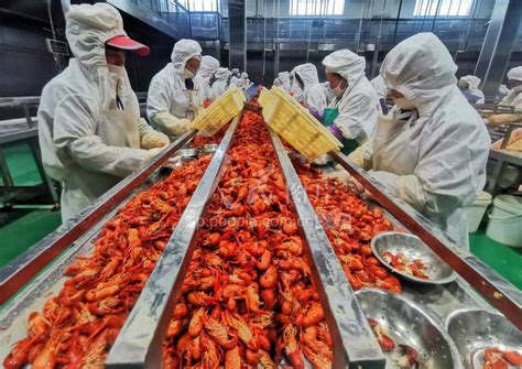 江西九江：小龙虾带动大产业 人民图片网