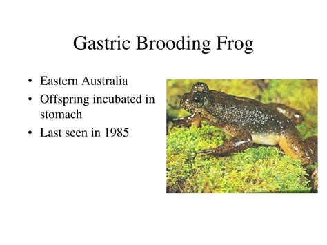 Ppt Environmental Biology Presentation Wildlife Extinction Powerpoint Presentation Id 5950677