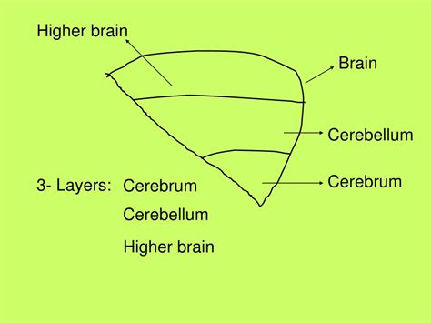 ppt cs623 introduction to computing with neural nets lecture 20 powerpoint presentation
