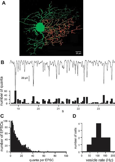 ~ A Brisk Sustained Ganglion Cell Injected With Lucifer Yellow ~ Off