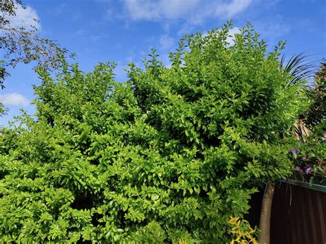 TCL G Smartphone Review Excellent Features And Tremendous Value Tech Guide