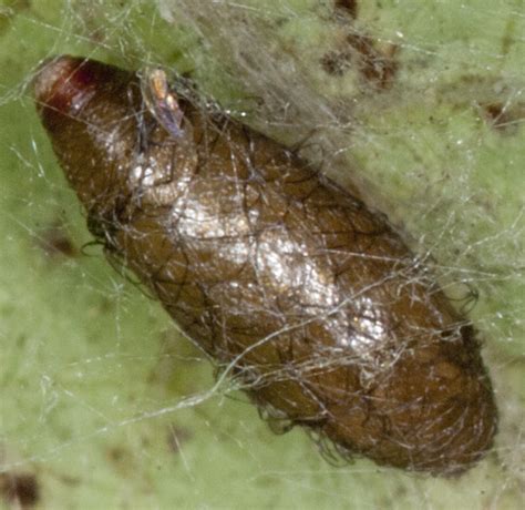 Braconid Cocoon Meteorus Bugguidenet