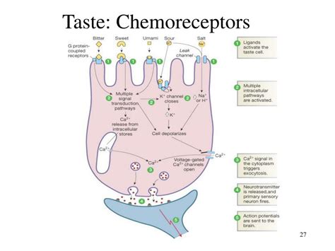 Ppt Sensory Physiology Powerpoint Presentation Free Download Id
