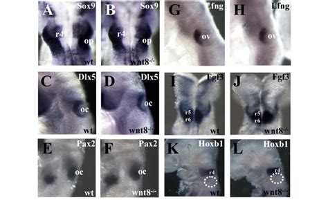 Expression Of Otic And Hindbrain Markers In Wnta8 ÀÀ Mutants