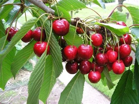 Cerezo Consejos Para Mi Huerto