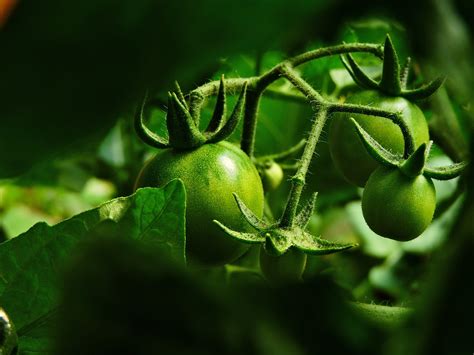 Orchad Tomat Sayur Mayur Foto Gratis Di Pixabay Pixabay