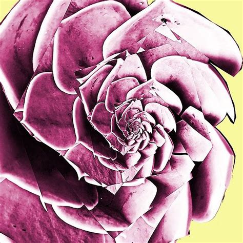 Fibonacci Rose By Painterfrank Fibonacci Rose Wild Flowers Fibonacci Rose By Painterfrank Fibonacci Rose Wild Flowers