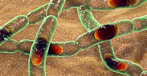 Gov Mbah Constitutes Multi Sectoral Health Committee On Anthrax Disease Pulse Nigeria