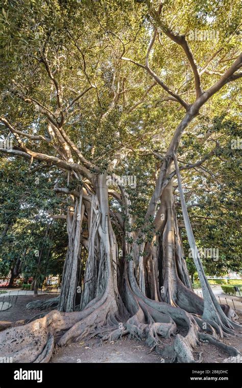 Large Ficus Macrophylla Tree Commolny Known As Moreton Bay Fig In Giardino Garibaldi Park