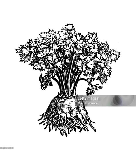 Antique Engraving Illustration Celeriac High Res Vector Graphic Getty Images