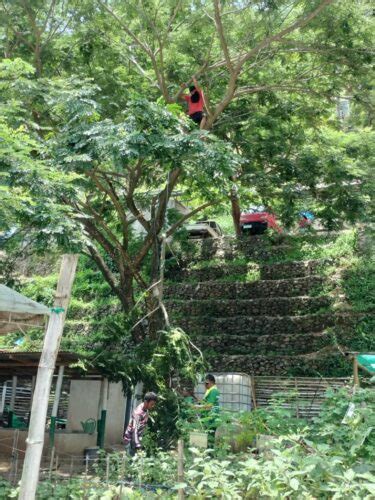 Swift Response To Acacia Tree Pruning At Barangay Camp 4 Nursery 🌳💚