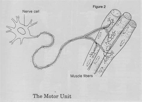 The Tight Tan Slacks Of Dezso Ban Controlling The Motor Cortex Thomas Fahey