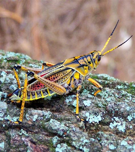 The Grasshoppers Of Celebration Fl The Shewbridges Of Central Florida