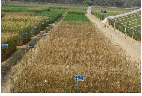 1 Evaluating Heat Tolerance In Early Sowing At Bangladesh Wheat And