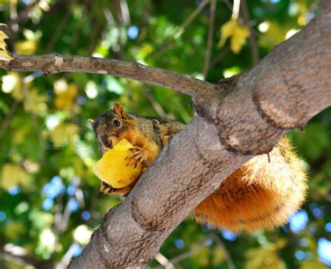 Squirrel Eating Apple On The Tree Stock Image Colourbox