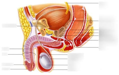 Male Genitalia Diagram Quizlet