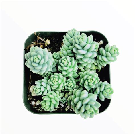 Sedum Dasyphyllum Himalayan Skies