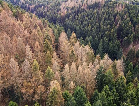 Drying Bark Beetle Infested Woodchip Turning Residues Into Energy And Biochar Stronga