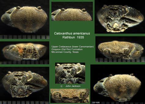 Cretaceous Crab With Exquisite Eyes Partners In Paleontology Member Contributions To