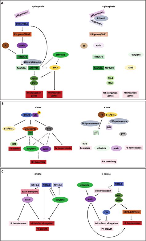 Models For Signalling Pathways Downstream Of Phosphate Iron And