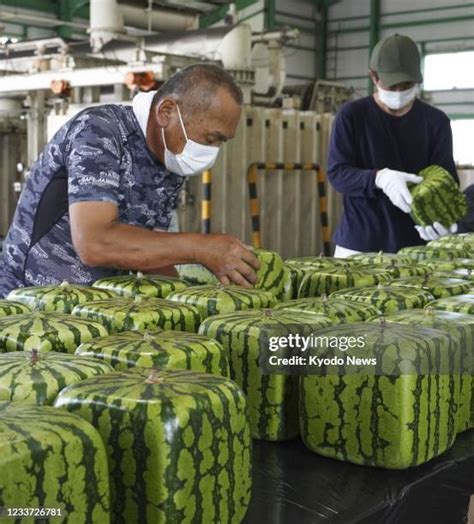 Square Watermelon Japan Photos And Premium High Res Pictures Getty Images