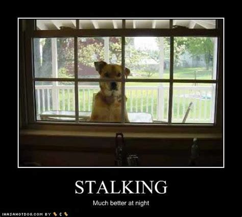 Funny Stalking Quotes Quotesgram