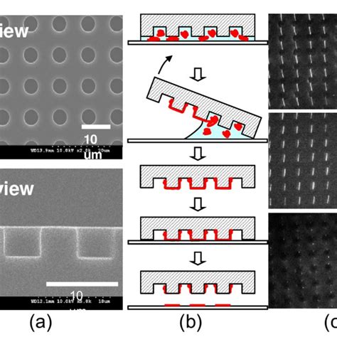 A The Top And Side View Of Pdms Microwell Array B The Schematic