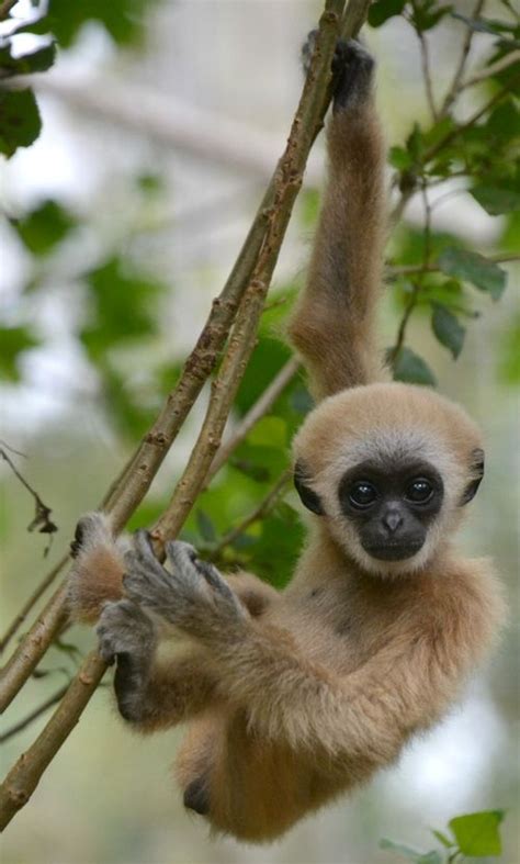 White Handed Gibbon Habitat Facts Behavior Diet