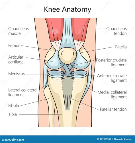 Anatomy Of Human Knee Joint Medical Science Stock Illustration