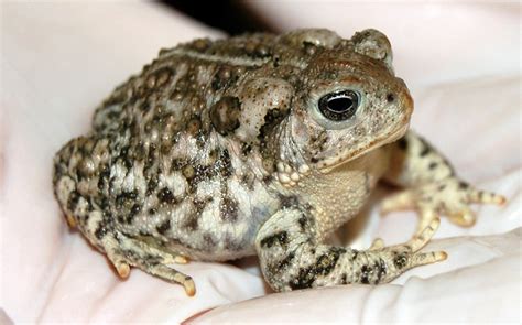 Wyoming Toad Facts And Pictures