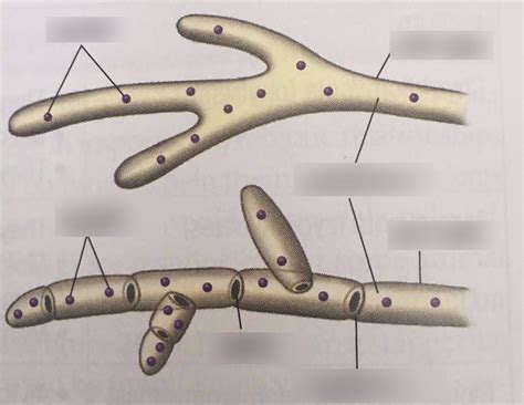Fungal Structure Diagram Quizlet