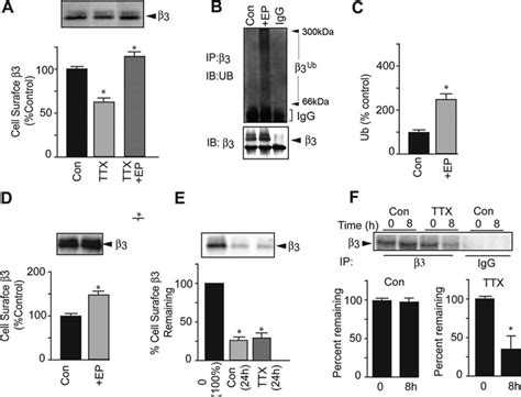 Regulation Of Gaba A R Cell Surface Expression By Activity Blockade Is