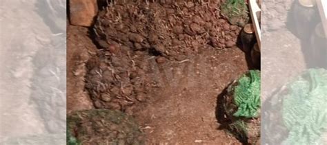 Картошка на корм скоту купить в Двуреченске | Животные и зоотовары | Авито