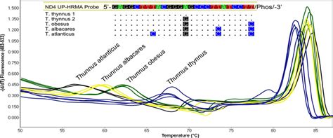 the unlabelled probe high‐resolution melting derivative plot of